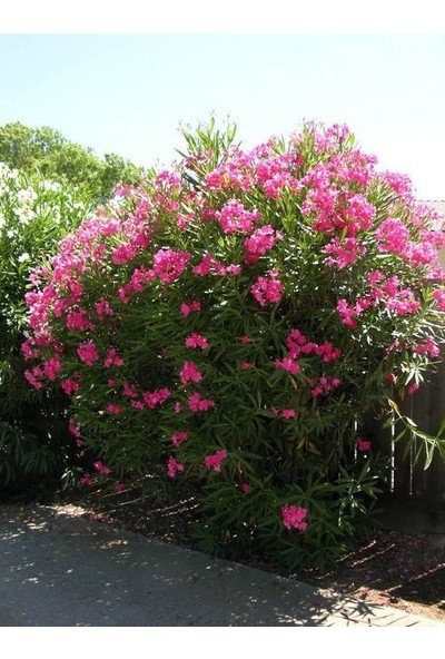 Zakkum Fidanı Zakkum Ağacı Tüplü 40-60 cm Zakkum Fidanı Zakkum Ağacı Tüplü 40-60 cm