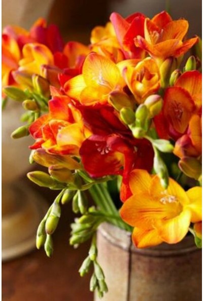 Kokulu Frezya Soğanı Alaca 5 Adet Katmerli