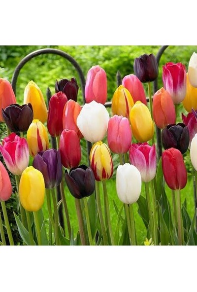 25 Adet Karışık Lale Soğanı