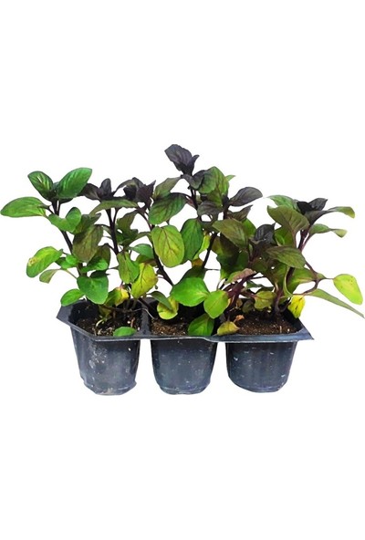 Fide Sepeti Mentollü Nane Fidesi 3'lü Ambalaj