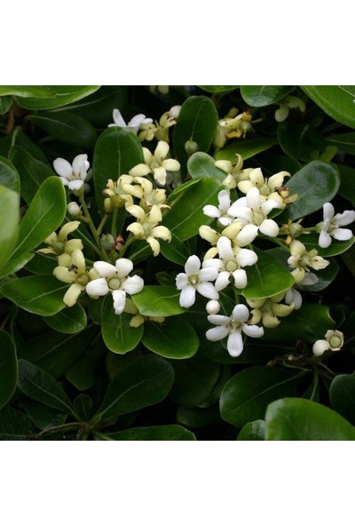 Bodur Yıldız Çalısı Pitos - 2 Adet 20-40 cm Bodur Yıldız Çalısı Pitos - 2 Adet 20-40 cm