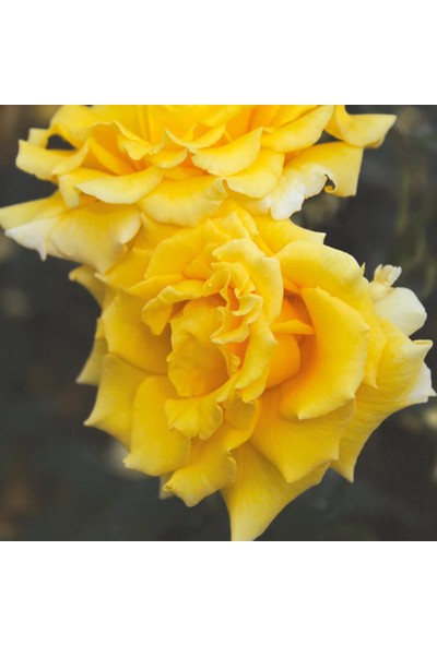 Aşılı Nostalji Sarı Kokulu Xxl Gül Fidanı Shiny