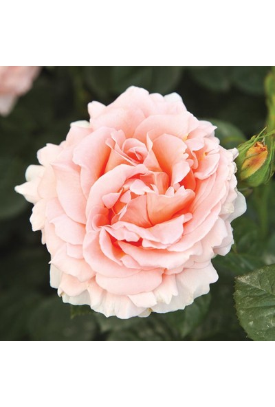 Aşılı Nostalji Somon Kokulu Xxl Gül Fidanı Meryem