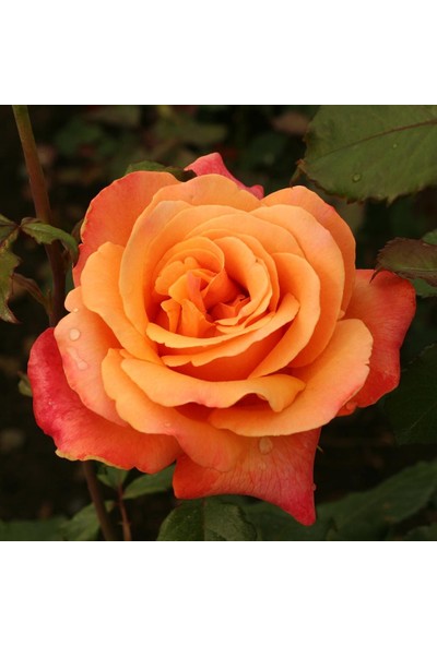 Aşılı Kokulu Klasik Sarı - Truncu Xxl Gül Fidanı