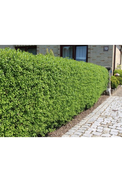 Tunç Botanik Ligustrum Kurtbağrı Çit Bitkisi 10'lu Tunç Botanik Ligustrum Kurtbağrı Çit Bitkisi 10'lu