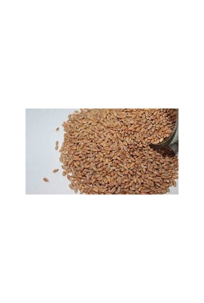 Buğday Çimi Tohumu 1 kg Doğal Organik Hormonsuz Yerli Buğday Buğday Çimi Tohumu 1 kg Doğal Organik Hormonsuz Yerli Buğday