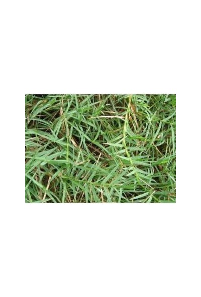 Bermuda Çim Tohumu 5 kg Köpek Dişi Ayrığı Uganda Çim Tohumu