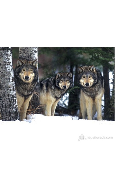 Wolves Maxi Poster Maxi Poster Wolves Maxi Poster Maxi Poster