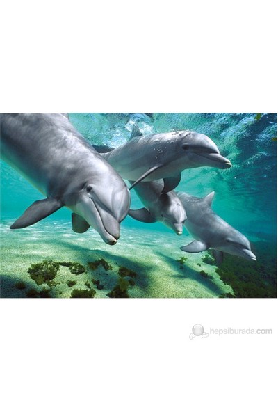 Dolphins Underwater Maxi Poster
