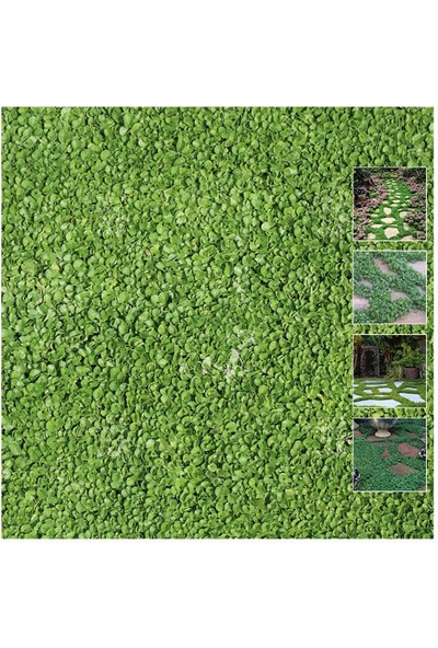 Dichondra Repens (Fare kulağı) Çim Tohum - 1 kg Dichondra Repens (Fare kulağı) Çim Tohum - 1 kg