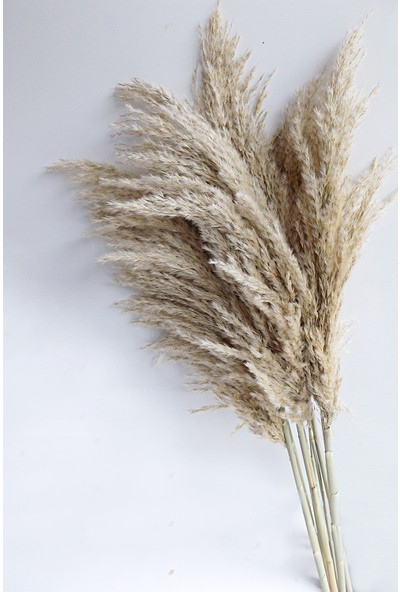Mimoza Çiçek Mimozaçiçek 7'li Dekoratif Pampas Mimoza Çiçek Mimozaçiçek 7'li Dekoratif Pampas