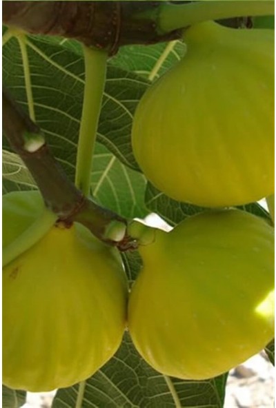 Aydın Sarı Lop Incir Fidanı 3 Yaş