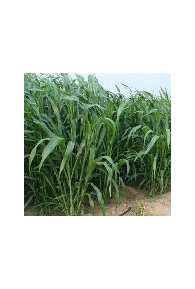 Sorgum Sudan Otu Tohumu 10 kg