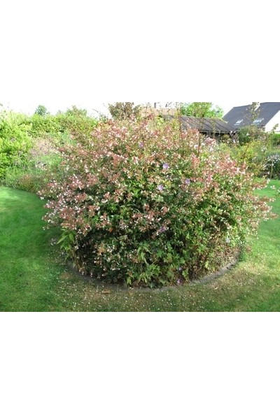 Abelya Çeçeği (Güzellik Çalısı) 30-40 cm Abelia Chinensis Abelya Çeçeği (Güzellik Çalısı) 30-40 cm Abelia Chinensis