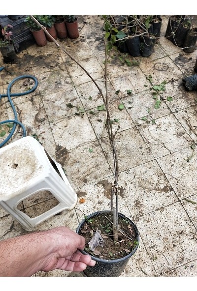 2 Adet Saksılı Yoğun Kokulu Mor Salkım Ağacı Fidanı