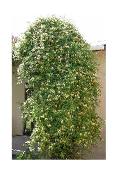 Lonicera Sarı-Beyaz Kokulu Hanımeli Çiçeği, Kargo Dahil Lonicera Sarı-Beyaz Kokulu Hanımeli Çiçeği, Kargo Dahil