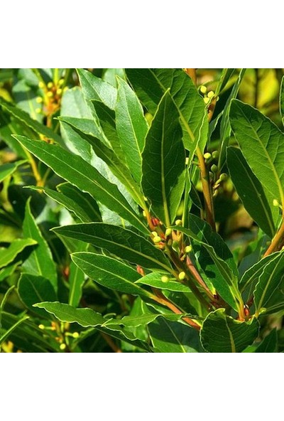 Fidan Sepetim 3 Yaş Defne Fidanı -Çok Dallı- Fidan Sepetim 3 Yaş Defne Fidanı -Çok Dallı-