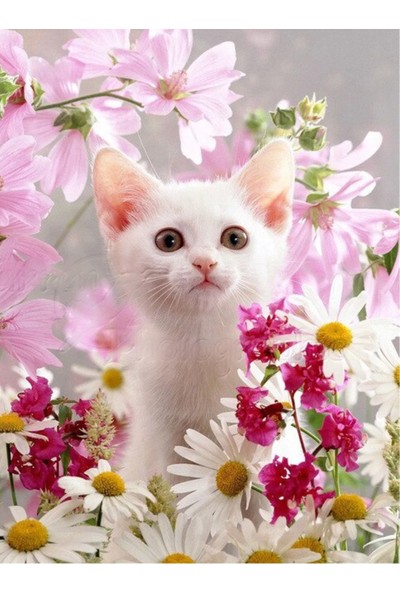 Movas Sanat Papatya ve Beyaz Kedi Elmas Mozaik Tablo / Mozaik Puzzle 40X60CM E20202864M