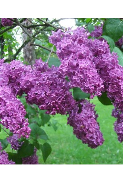 Önderler Leylak Fidanı