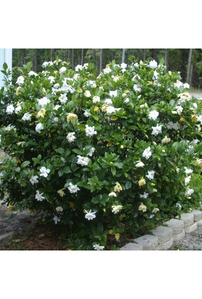 Lala Ahmet Botanik Gardenya Çiçeği, 20-30 Cm. Gardenia Jasminoides Lala Ahmet Botanik Gardenya Çiçeği, 20-30 Cm. Gardenia Jasminoides