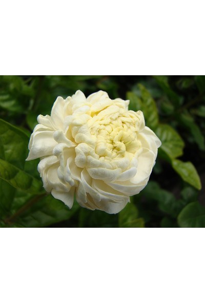 Lala Ahmet Botanik 2 Adet Kokulu, Katmerli Full Yasemin Çiçeği, Ful Arap Yasemini Lala Ahmet Botanik 2 Adet Kokulu, Katmerli Full Yasemin Çiçeği, Ful Arap Yasemini