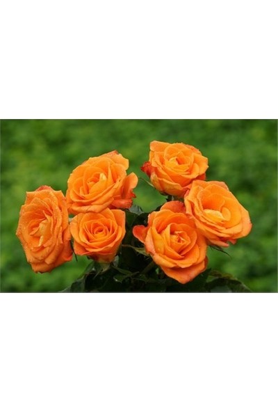 Ada Tarım Turuncu Gül Yediveren Kokulu Açık Kök 1,5 Yaşında Ada Tarım Turuncu Gül Yediveren Kokulu Açık Kök 1,5 Yaşında