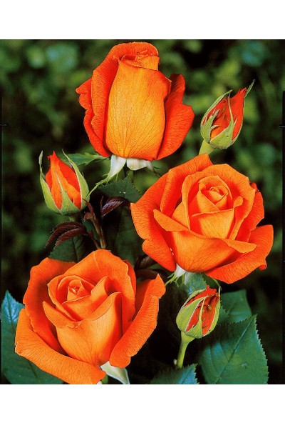 Ada Tarım Turuncu Yediveren Kokulu Açık Kök Gül Fidanı 2'li Ada Tarım Turuncu Yediveren Kokulu Açık Kök Gül Fidanı 2'li