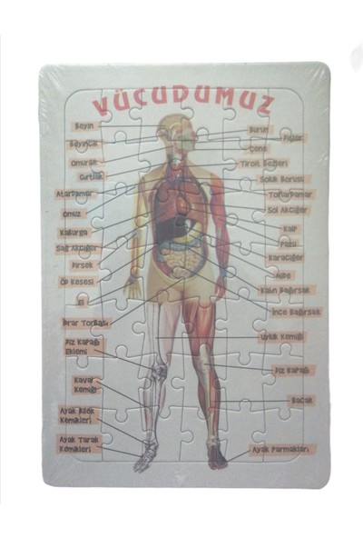 Poyraz Vücudumuzu Öğreniyoruz 42 Parça Yap Boz 23 x 32 cm Poyraz Vücudumuzu Öğreniyoruz 42 Parça Yap Boz 23 x 32 cm