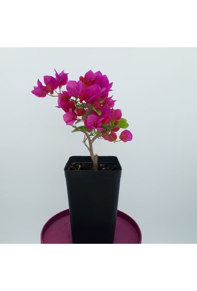 Servet Garden Saksıda Koyu Pembe Begonvil Servet Garden Saksıda Koyu Pembe Begonvil