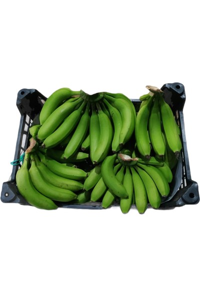 Alanya Özlem Yeşil Muz 19 kg Dalında Taptaze