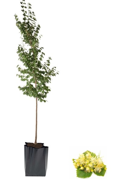 Karabağ Fidancılık Ihlamur Fidanı Tüplü +3 Yaş Çiçek Açmaya Hazır (Karabağ)