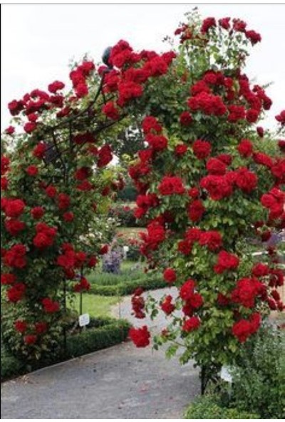 Karabağ Fidancılık Kırmızı Sarmaşık Yediveren Gül Fidanı +3 Yaş Çiçek Açmaya Hazır