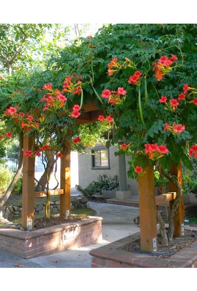 Enfidan Acem Borusu 60-80 cm Turuncu Renkli Sarmaşık Enfidan Acem Borusu 60-80 cm Turuncu Renkli Sarmaşık