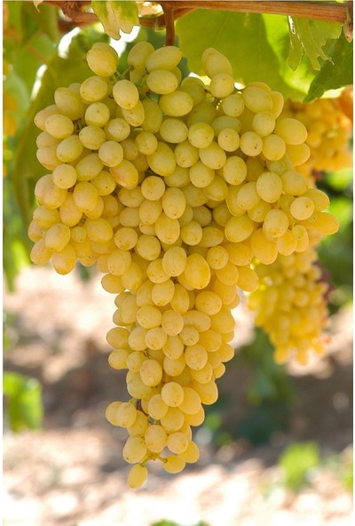 Fidan Merkezi Thompson Çekirdeksiz Üzüm Fidanı Açık Kök Fidan Merkezi Thompson Çekirdeksiz Üzüm Fidanı Açık Kök