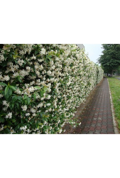Beyaz Yasemin Çiçeği Jasminum Officinale Beyaz Yasemin Çiçeği Jasminum Officinale