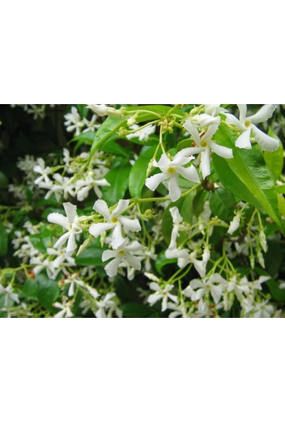 Arap-Madagaskar Yasemini Çiçeği Jasminum Sambac Arap-Madagaskar Yasemini Çiçeği Jasminum Sambac