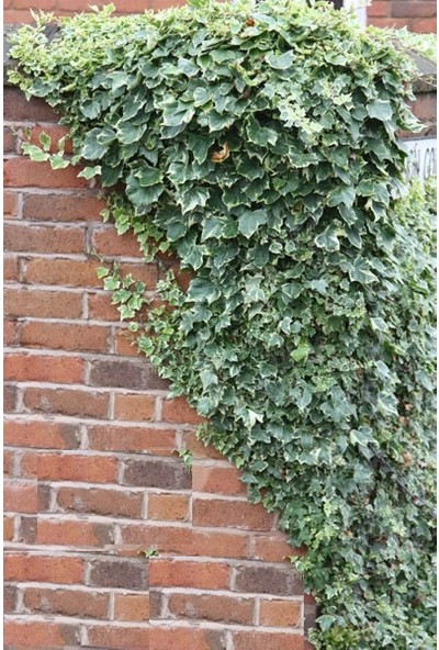 Orman Sarmaşığı Hedera Helix