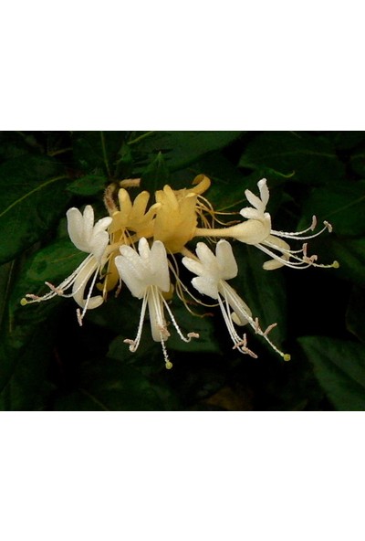 Sarı-Beyaz Kokulu Hanımeli Çiçeği Lonicera