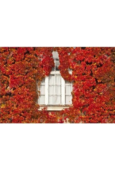 Amerikan Sarmaşığı-5 Yapraklı Parthenocissus Quinquefolia Kargo D