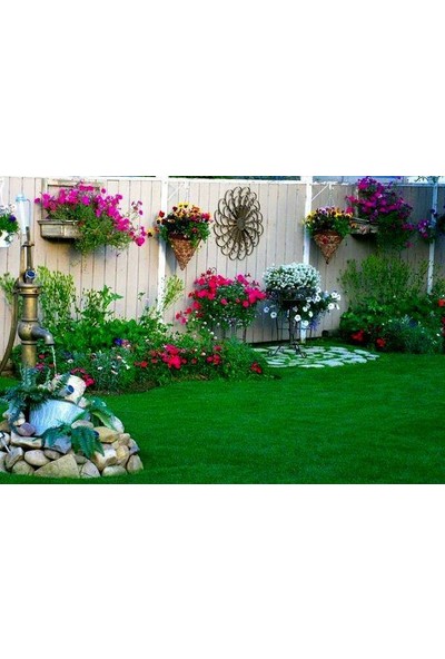 Bodur Begonvil Çiçeği Bougainvillea Buttiana Bodur Begonvil Çiçeği Bougainvillea Buttiana