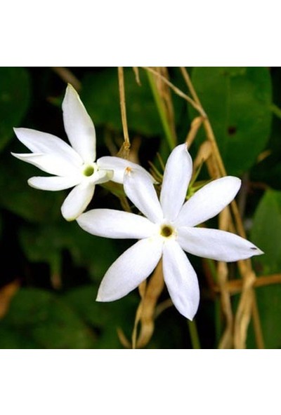 2 Adet Mis Kokulu Ful Arap Yasemini Fidanı, Tüplü, (Tırmanıcı) 2 Adet Mis Kokulu Ful Arap Yasemini Fidanı, Tüplü, (Tırmanıcı)