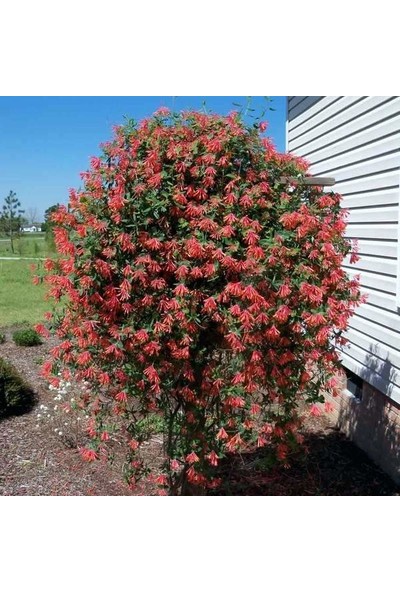 2 Adet Kırmızı-Sarı-Beyaz Çiçekli Kokulu Hanımeli, Tüplü Dikime Hazır