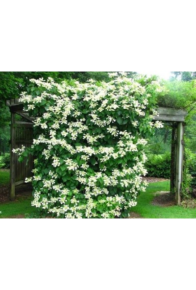 4 Adet Ful Yasemin Çiçeği Fidanı, Yoğun Kokulu,tüplü 4 Adet Ful Yasemin Çiçeği Fidanı, Yoğun Kokulu,tüplü