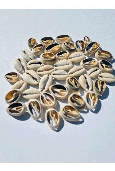 Deniz Kabuğu 40 gr Paket Cyprea Annulus Kesik