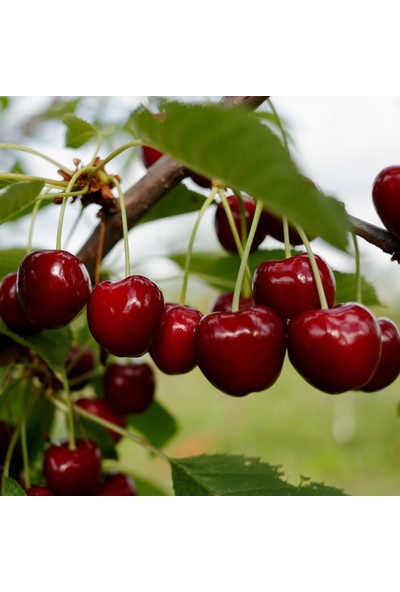 Karabağ Fidancılık Kiraz Fidanı +3 Yaş Meyve Verme Yaşında Tüplü