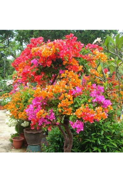 Botanik Gökkuşağı Begonvil Tohumu 50'li Botanik Gökkuşağı Begonvil Tohumu 50'li