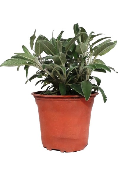 Fide Sepeti SAKSIDA ADAÇAYI HOBİ SEPETİ (1 Adet)