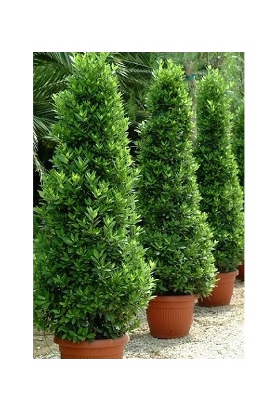 Lala Ahmet Botanik 5'li Defne Fidanı 50-60 cm