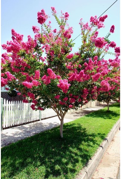 Tüplü Pembe Kokulu Oya Ağacı Fidanı Tüplü Pembe Kokulu Oya Ağacı Fidanı