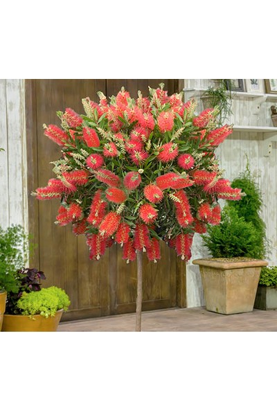 Callistemon Leavis Bodur Fırça Çalısı 40-60CM
